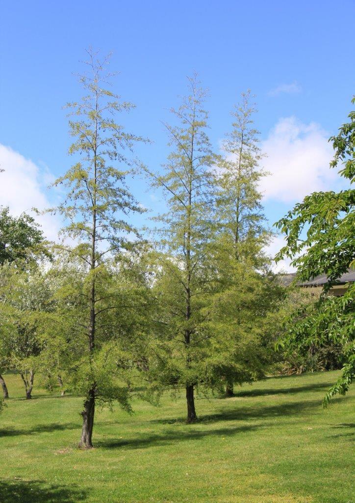 ALNUS glutinosa 'Imperialis' - Cut Leaf Alder | Easy Big Trees | NZ
