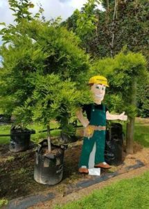 PRUMNOPITYS ferruginea - NZ Native Miro | Easy Big Trees | NZ