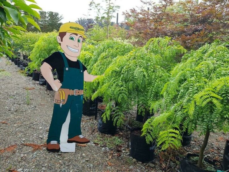 Emerald Cascade 'Weeping Honey Locust' | Easy Big Trees | NZ