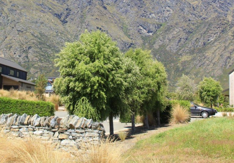 HOHERIA angustifolia - NZ Native Lacebark | Easy Big Trees | NZ