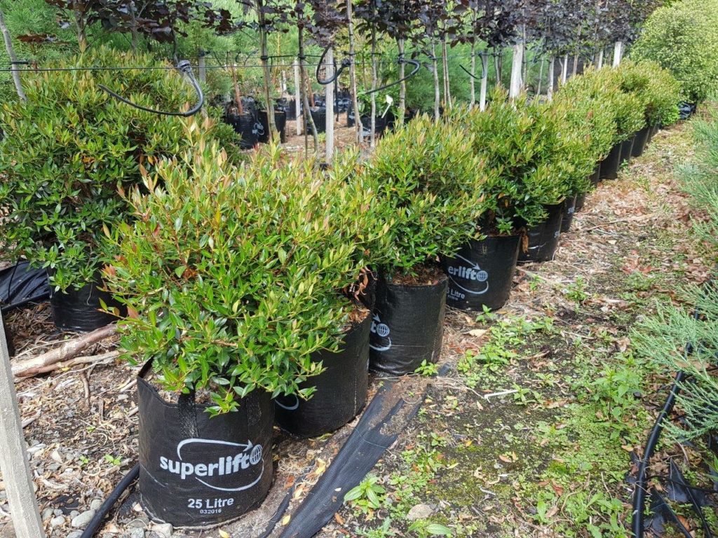 METROSIDEROS 'NZ Native Southern Rata' | Easy Big Trees | NZ