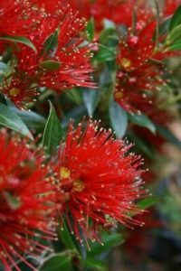 METROSIDEROS 'NZ Native Southern Rata' | Easy Big Trees | NZ