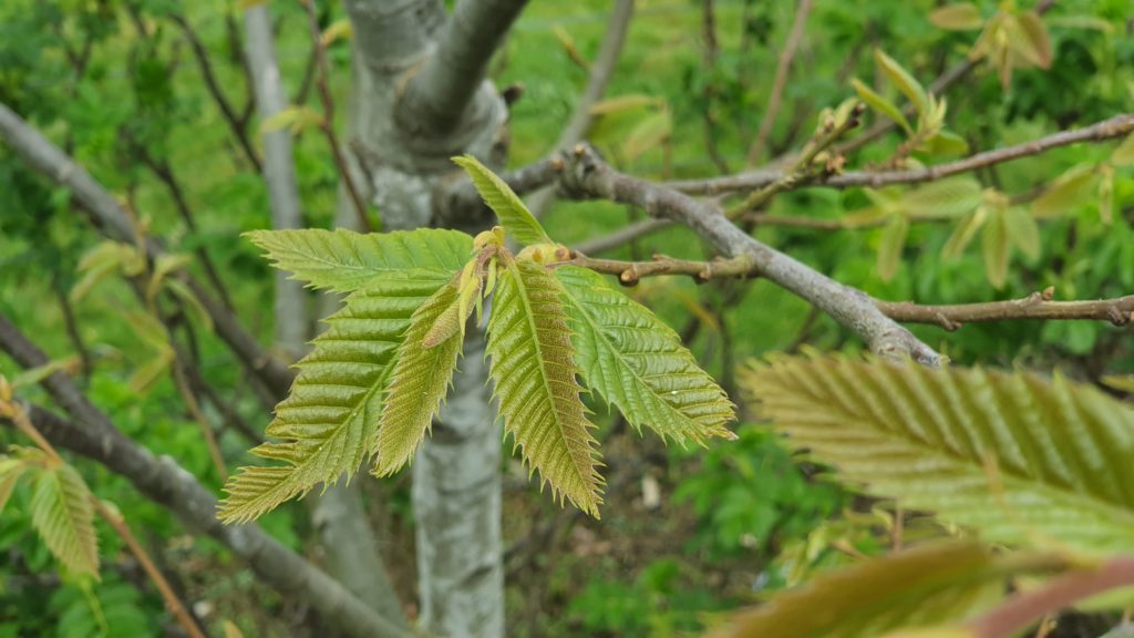 Deciduous | Easy Big Trees New Zealand