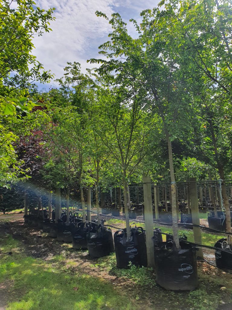 ULMUS Parvifolia Chinese Frontier Elm | Easy Big Trees