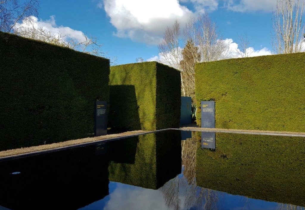 TAXUS Baccata | English Yew | Easy Big Trees New Zealand