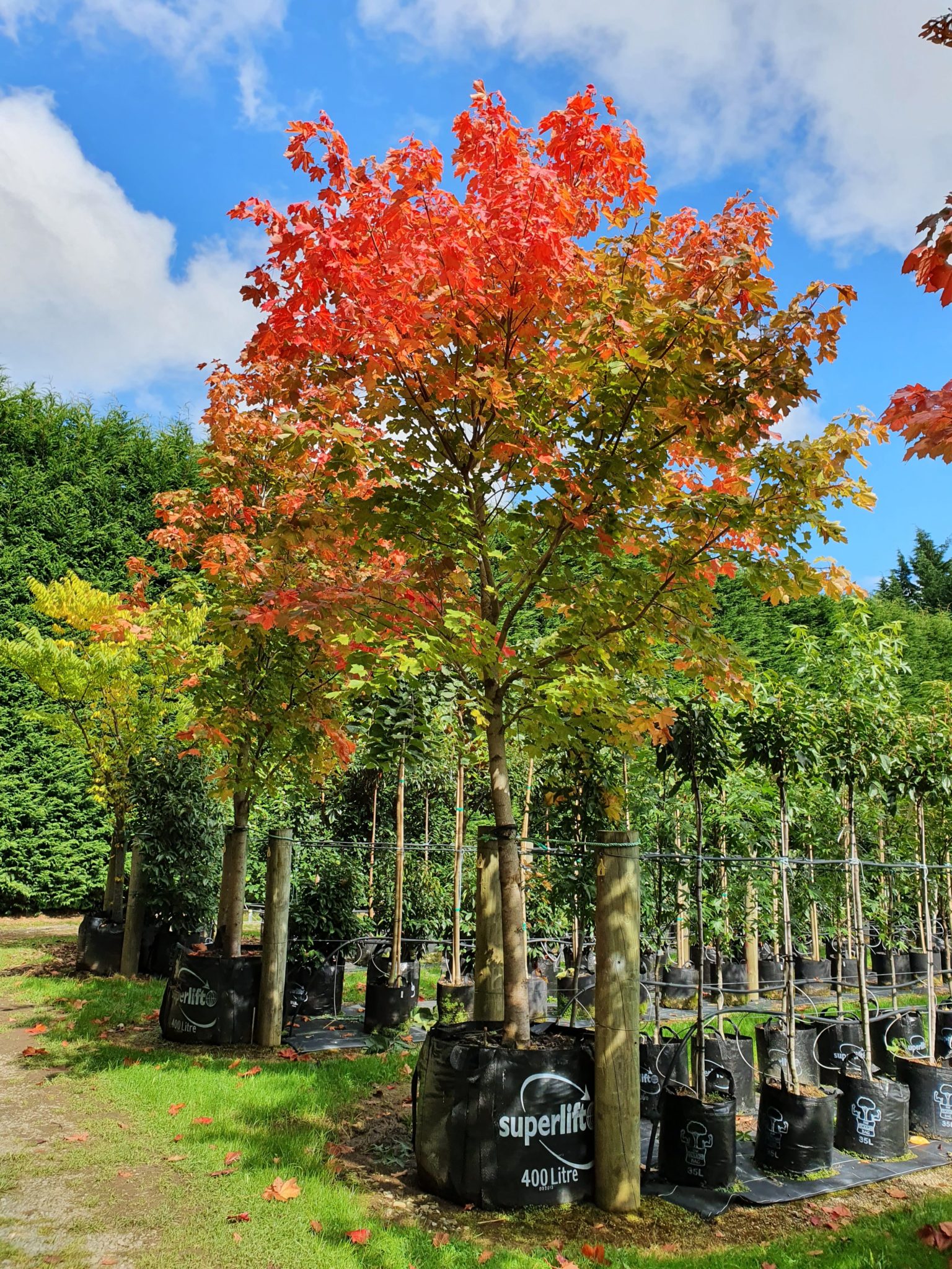 Tree Finder | Easy Big Trees New Zealand