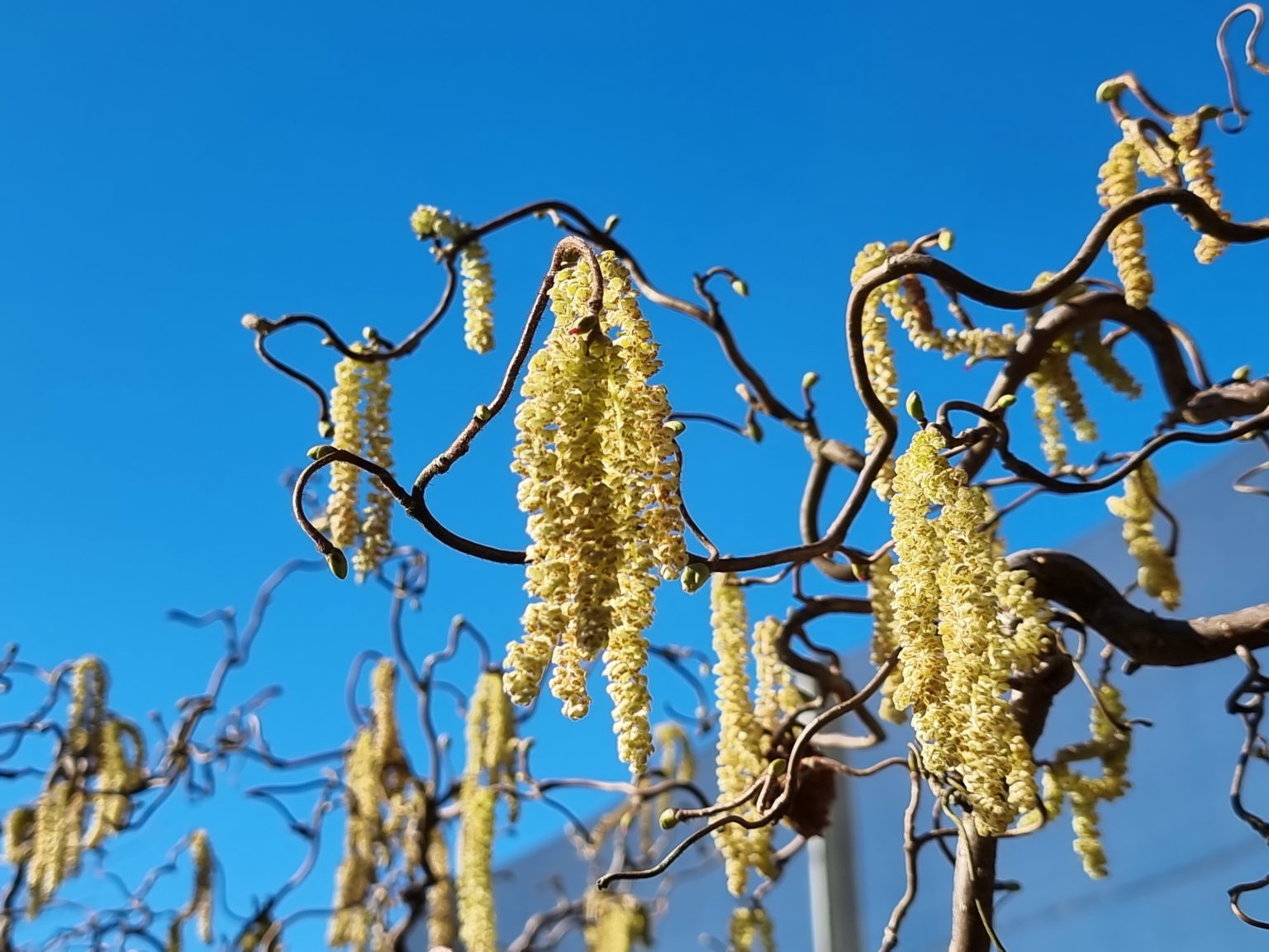 CORYLUS 'Contorta' Corkscrew Hazel | Easy Big Trees | NZ