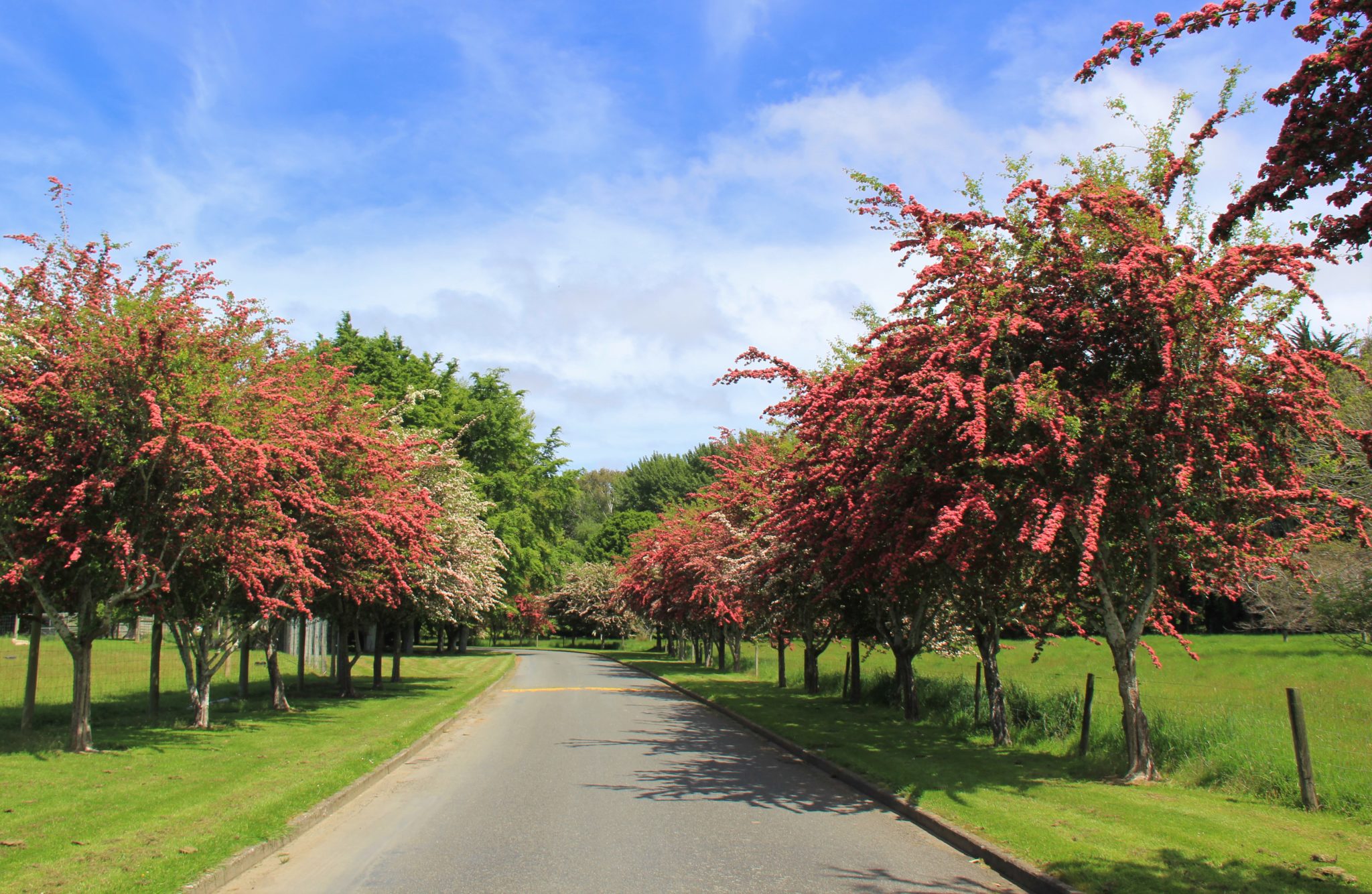 CRATAEGUS 'Pauls Scarlet' Hawthorn | Easy Big Trees | NZ