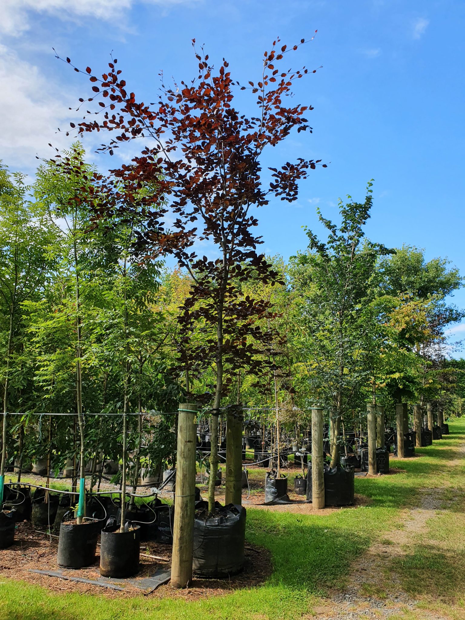 Heritage FAGUS sylvatica Riversii | Rivers Copper Beech