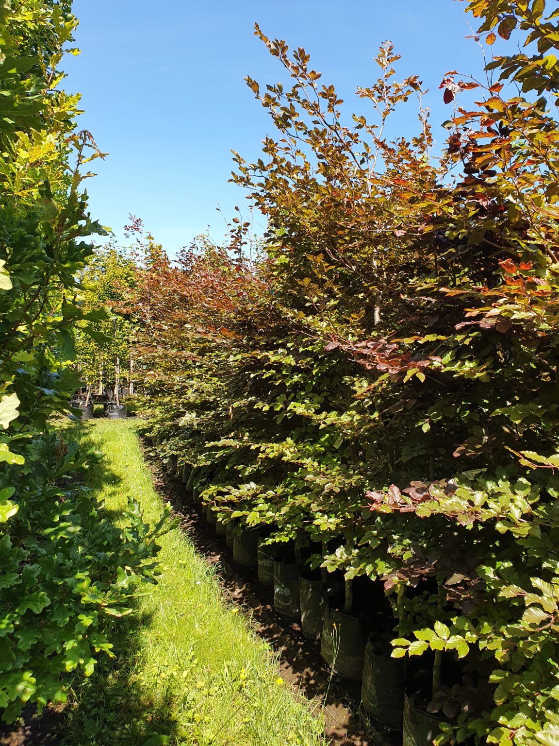 FAGUS sylvatica 'Purpurea' - Copper Beech | Easy Big Trees | NZ