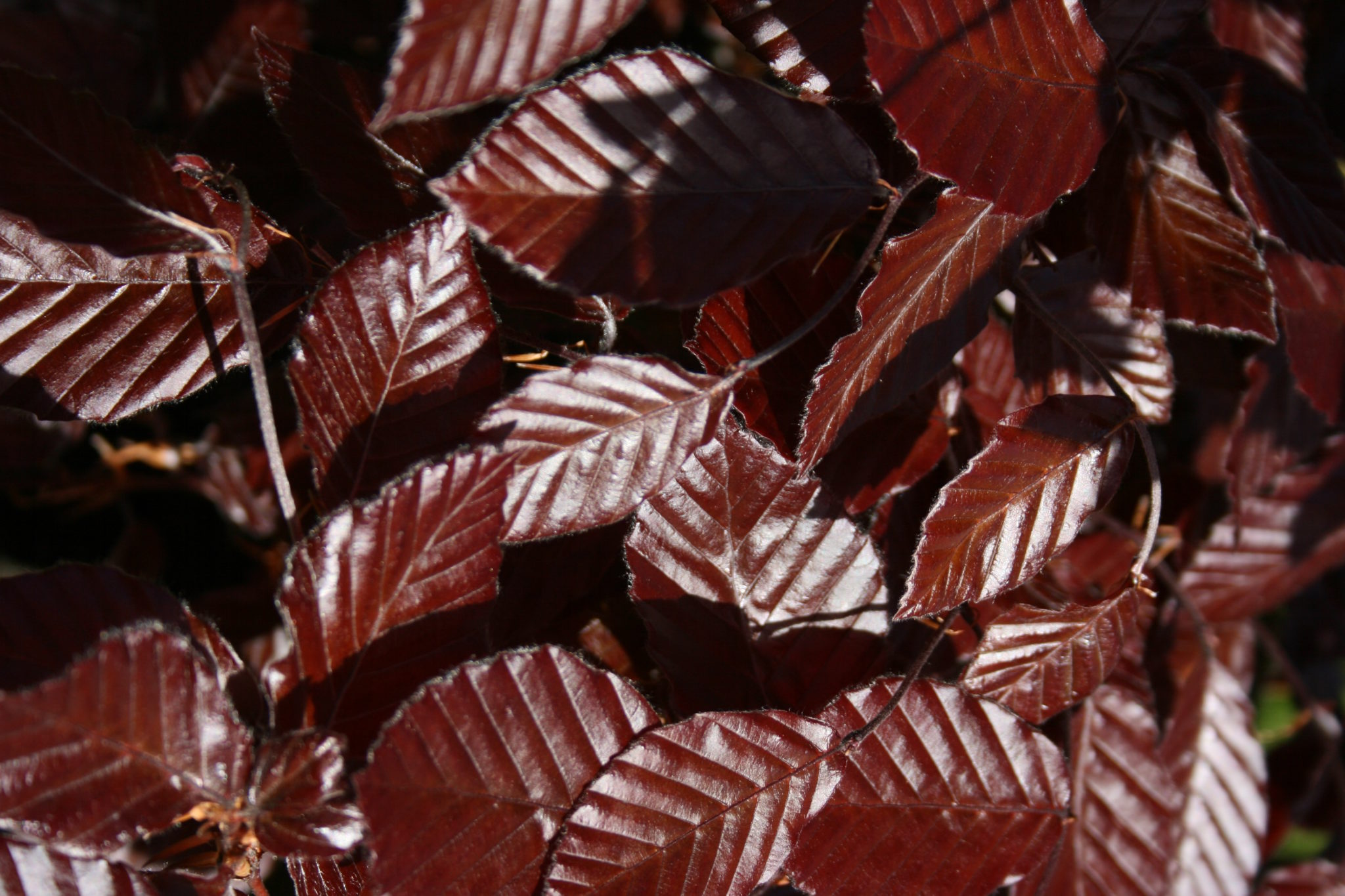 FAGUS sylvatica 'Purpurea' - Copper Beech | Easy Big Trees | NZ