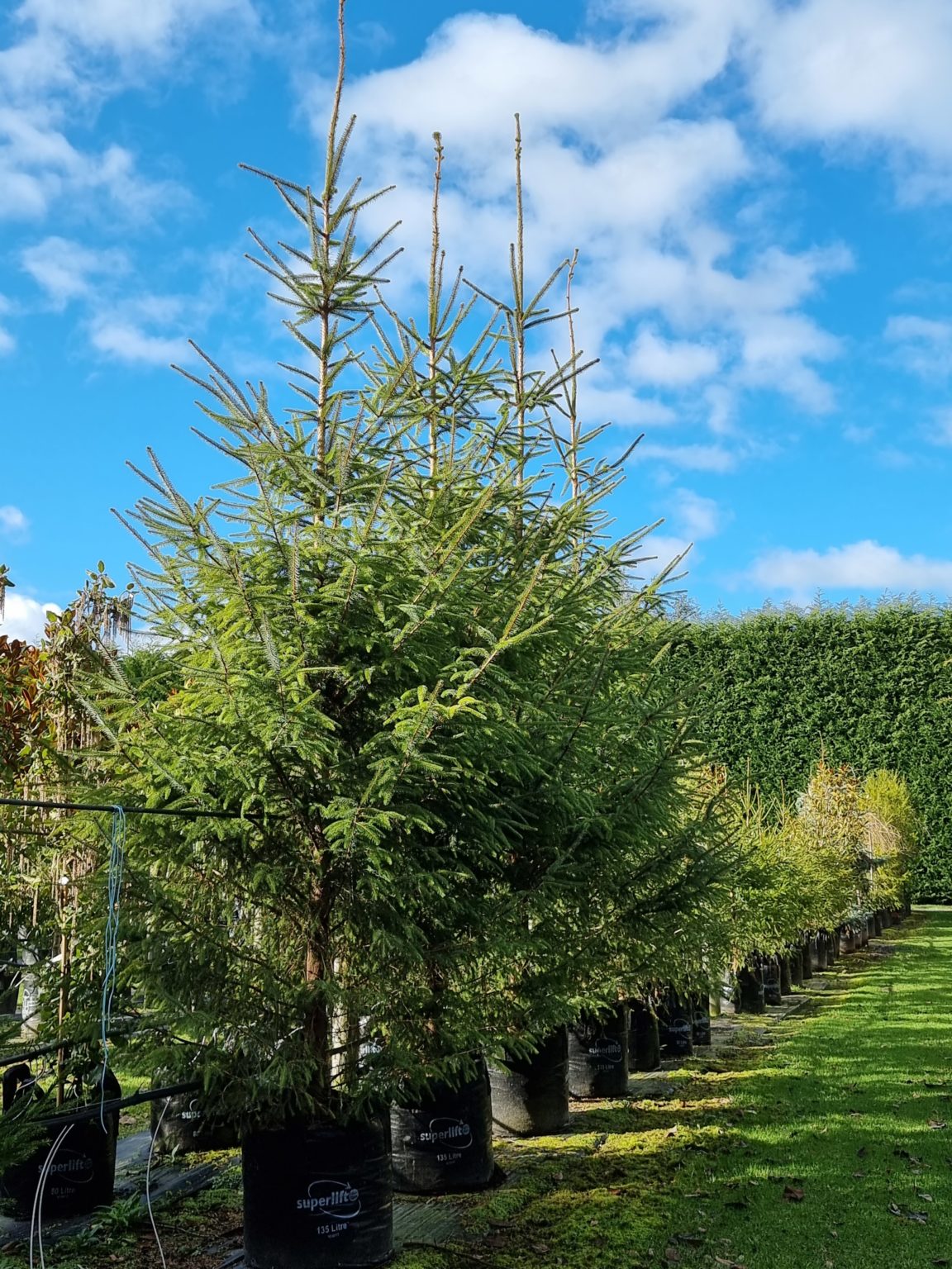 PICEA sitchensis - Alaskan Spruce | Easy Big Trees | NZ