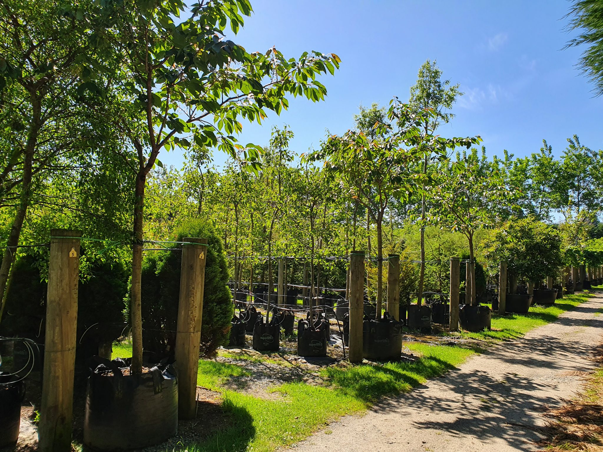 Heritage PRUNUS serrulata Tai Haku | Great White Cherry