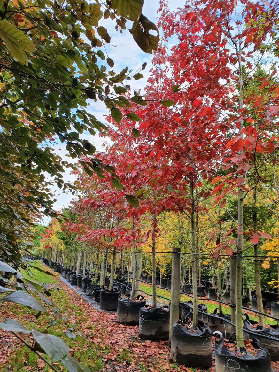 QUERCUS Rubra Red Oak 2 | Easy Big Trees New Zealand