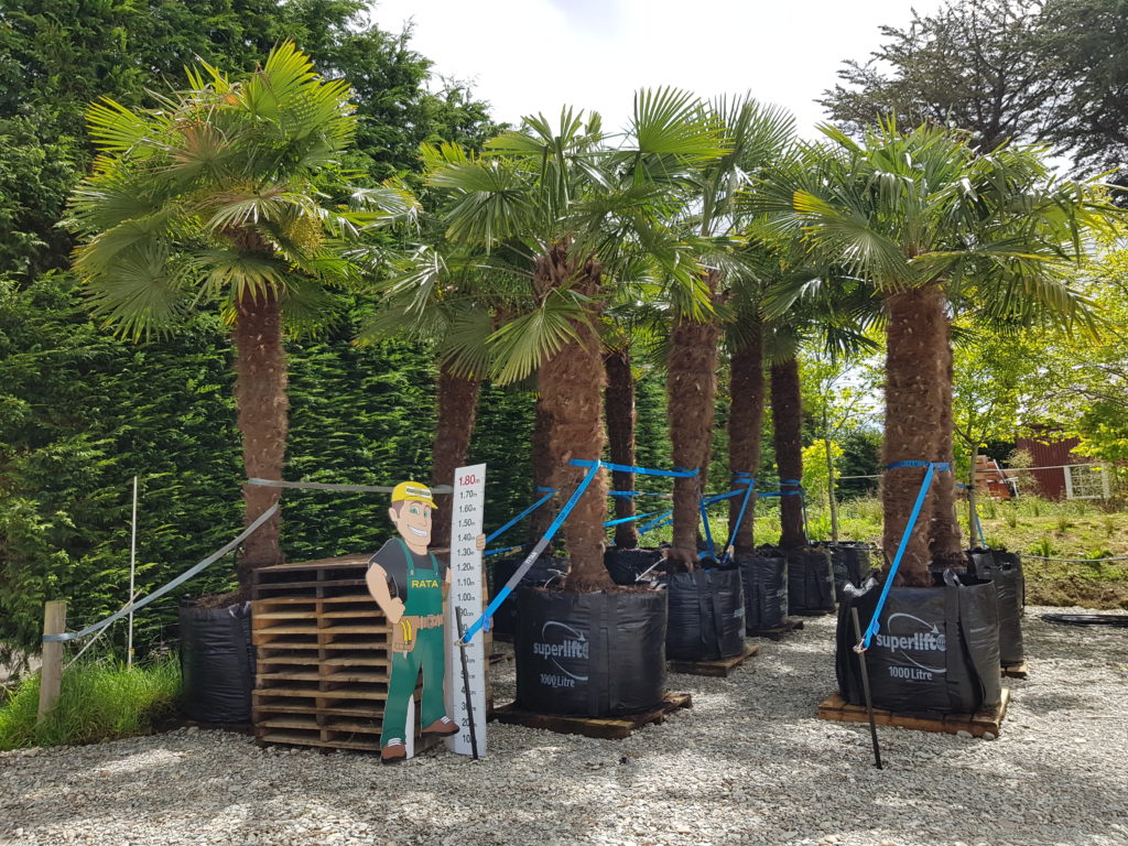 Heritage TRACHYCARPUS Fortunei | Windmill Palm | Big Trees