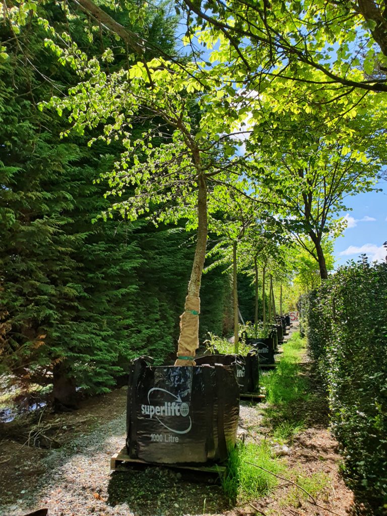 ULMUS glabra Horizontalis | Horizontal Spreading Elm