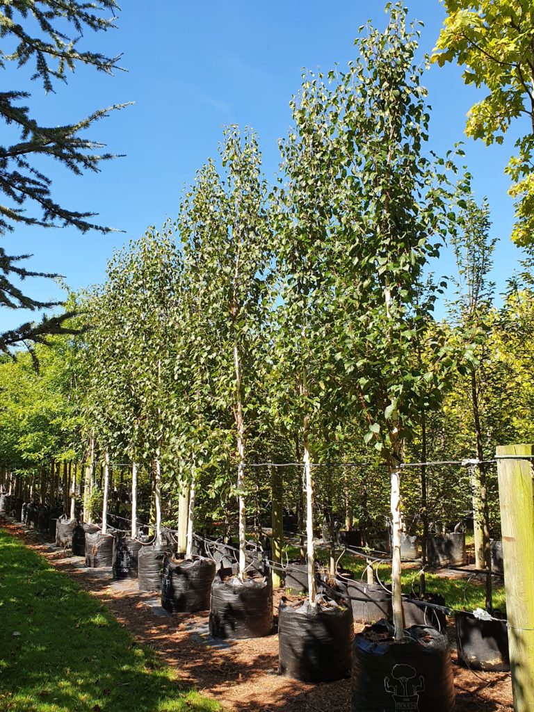 BETULA utilis 'White Spire' -White Spire Birch | Easy Big Trees | NZ