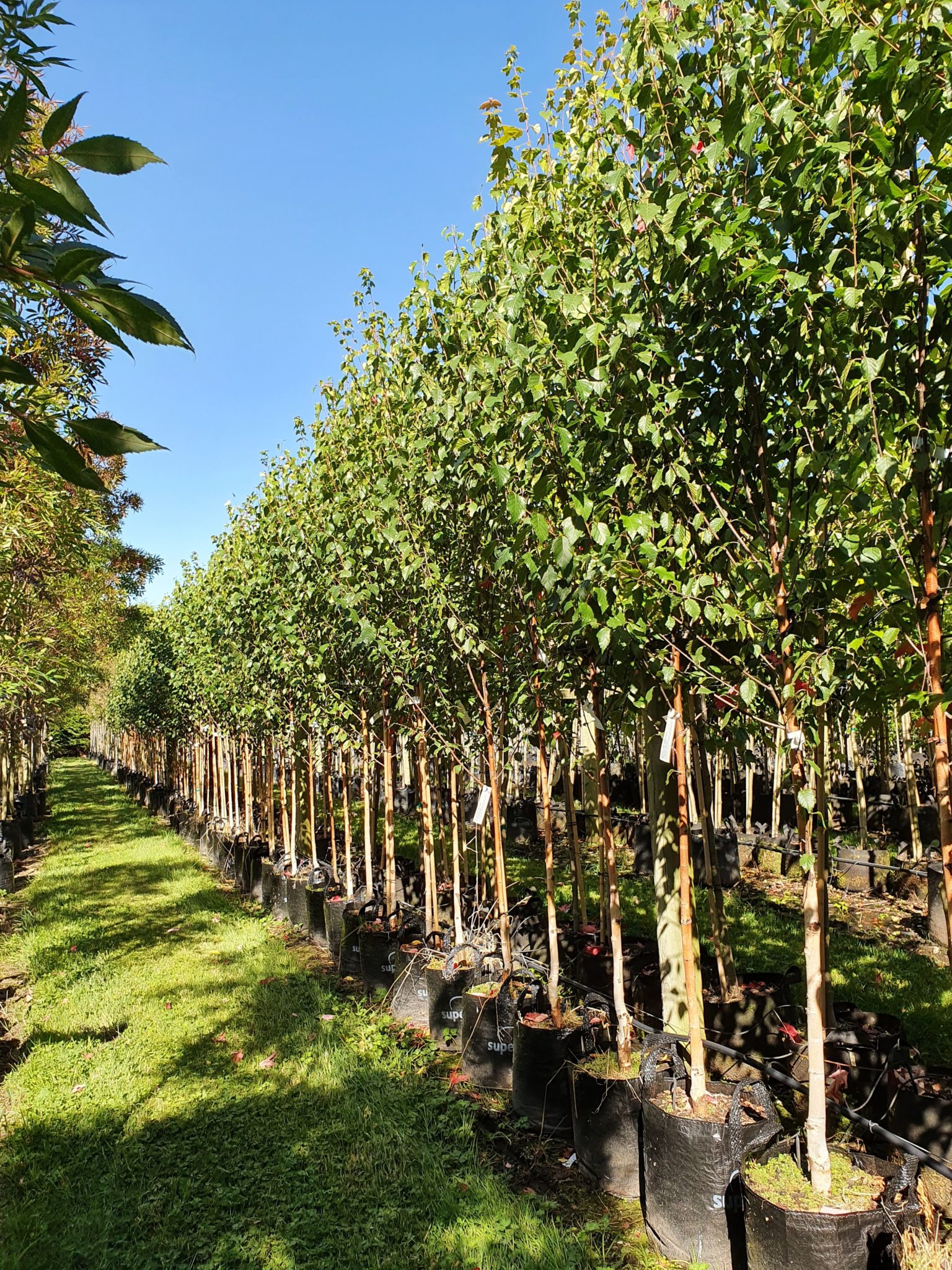 BETULA utilis 'White Spire' -White Spire Birch | Easy Big Trees | NZ