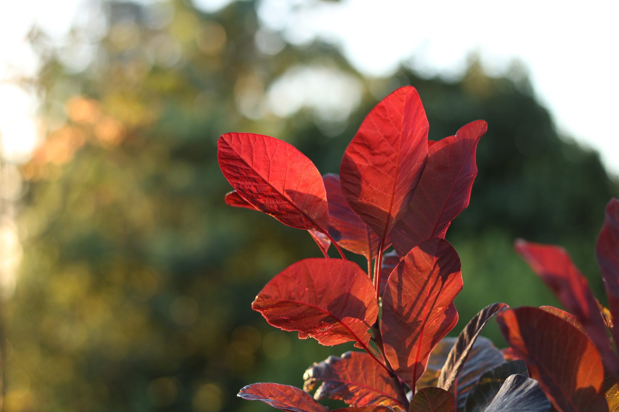 COTINUS coggygria 'Grace' - Smoke Bush | Easy Big Trees | NZ