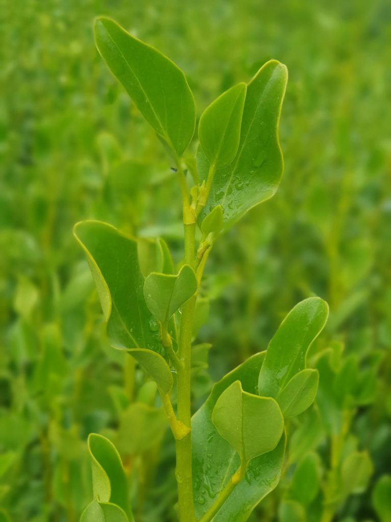 GRISELINIA 'Broadway' Native Broadleaf/Kapuka | Easy Big Trees