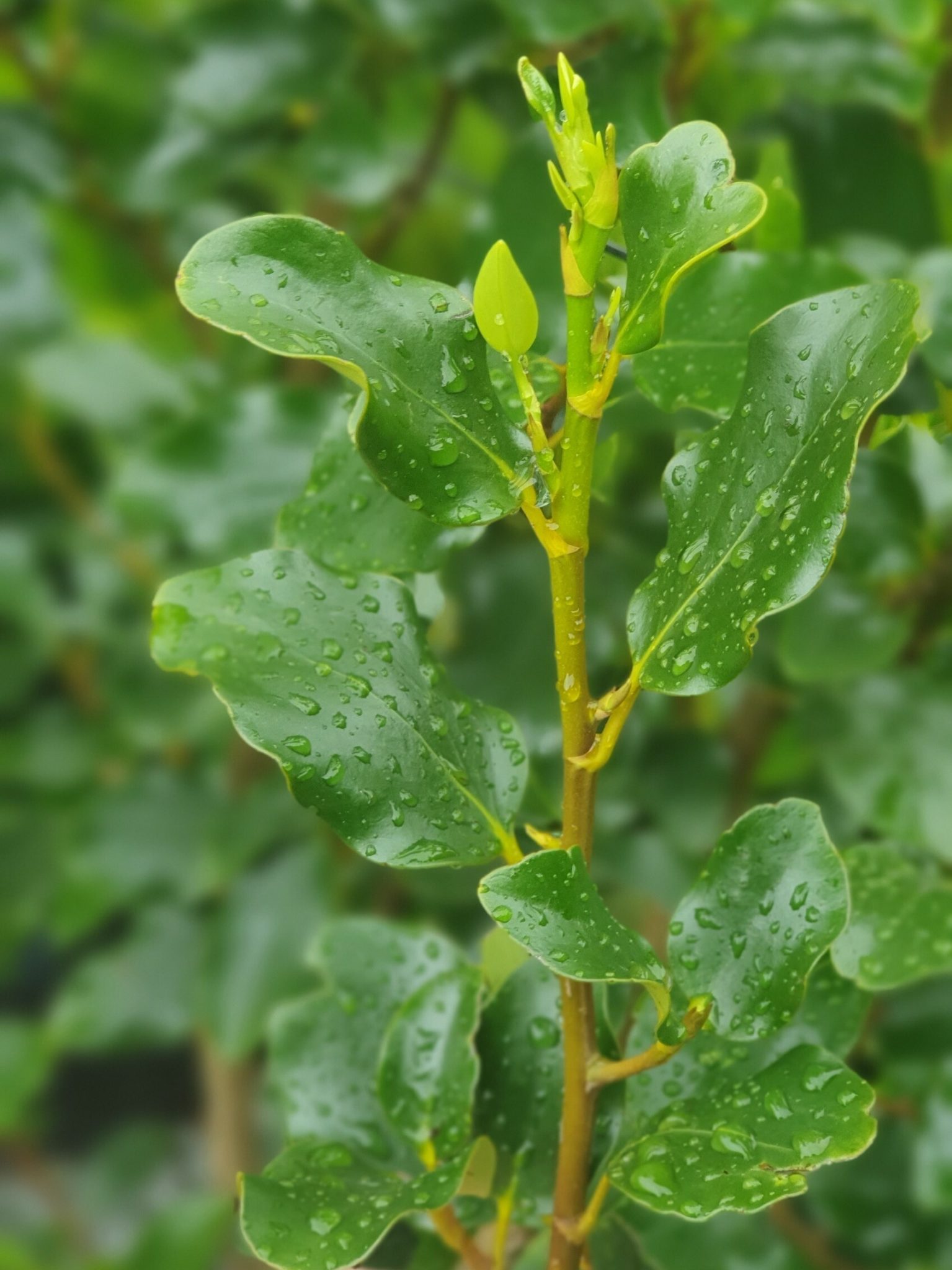 NZ Native Trees and Shrubs | Easy Big Trees New Zealand