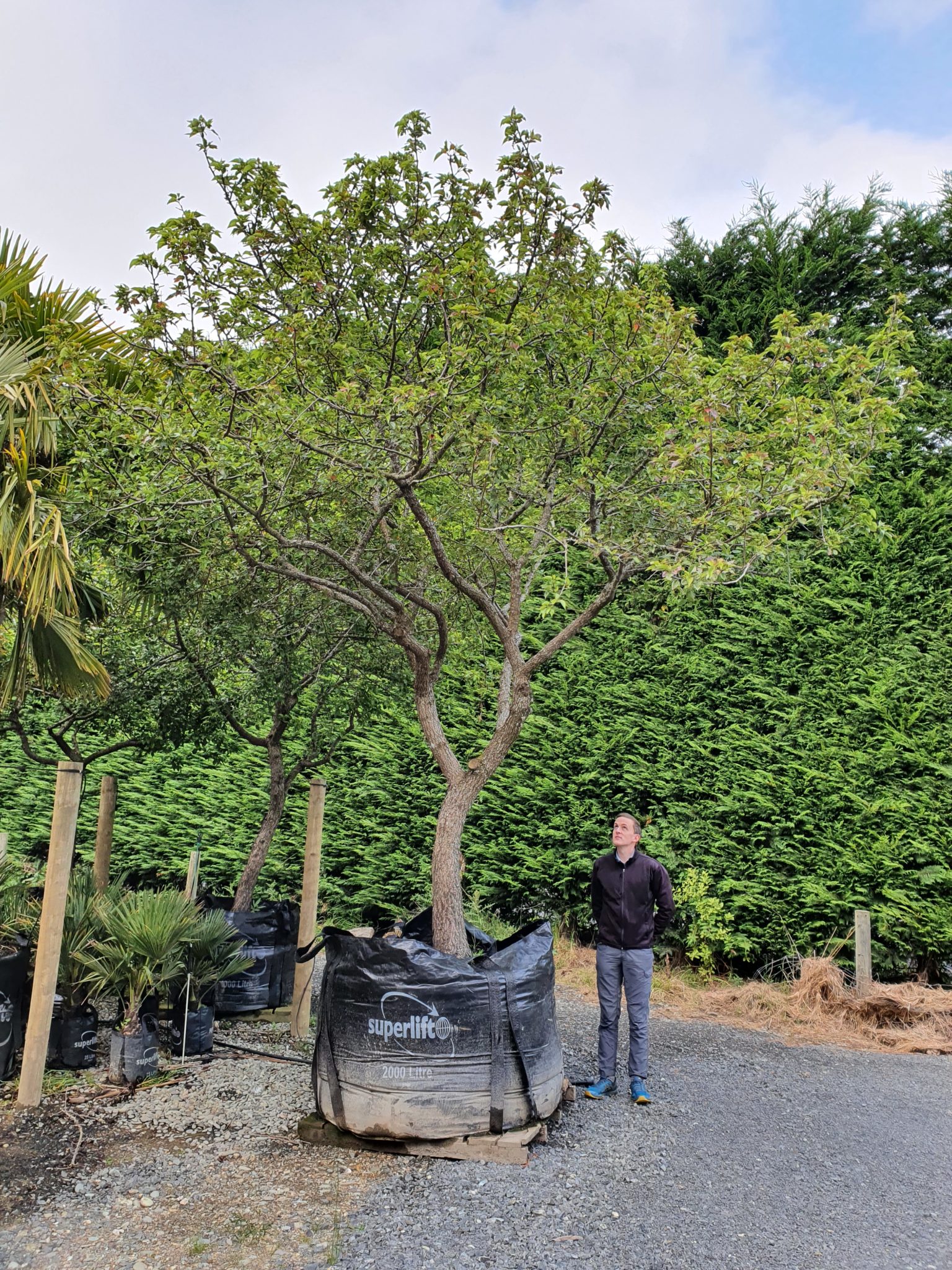 Harrisons Heritag PYRUS calleryana Bradford | Ornamental Pear
