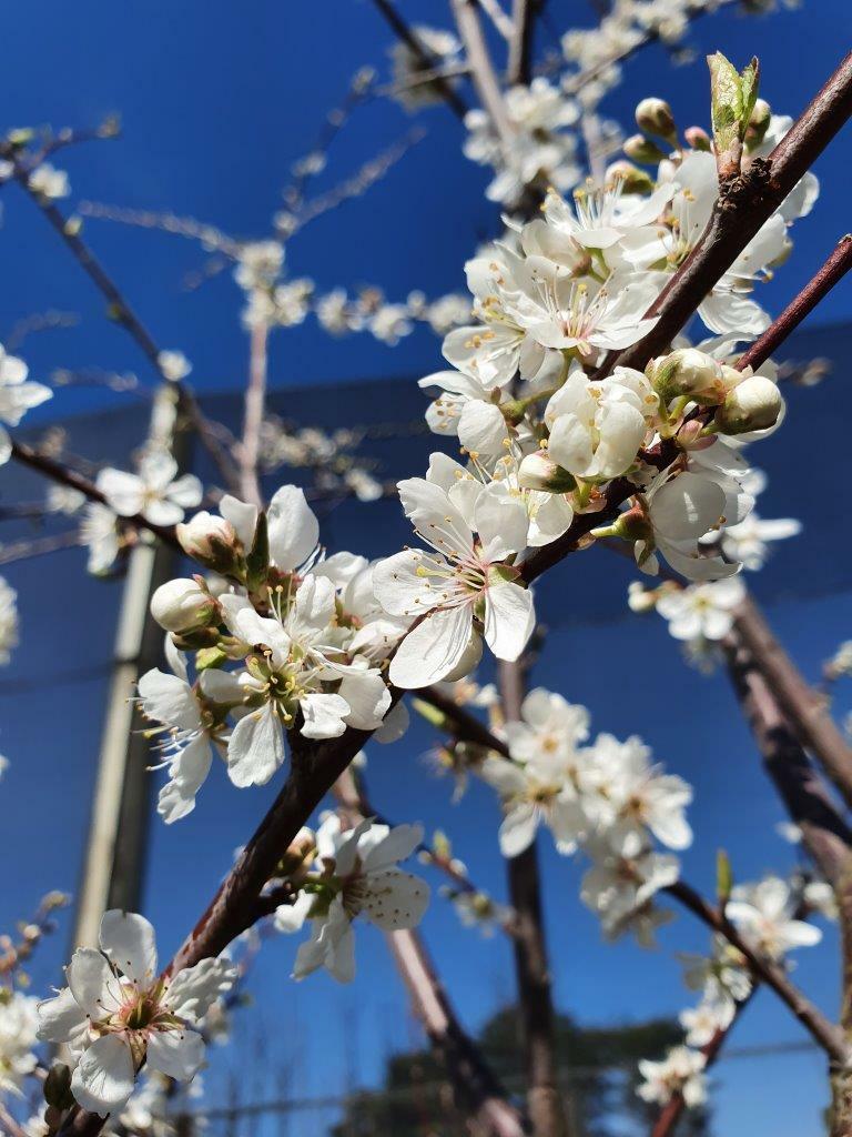PLUM varieties.- Fruiting Plum | Easy Big Trees | NZ