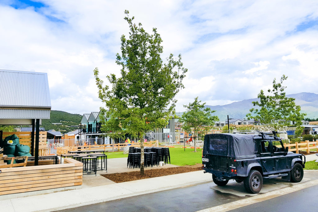 QUERCUS Robur English Oak | Easy Big Trees New Zealand