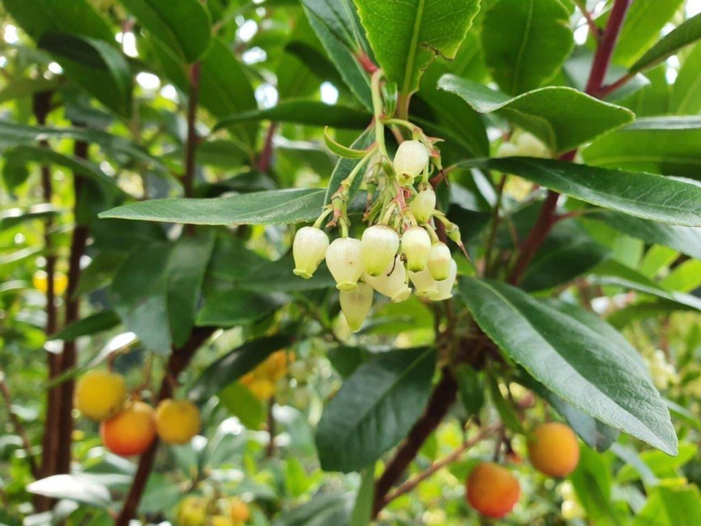 Evergreen Trees and Shrubs | Easy Big Trees New Zealand