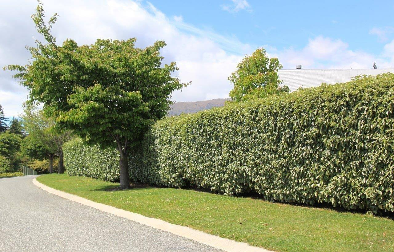 Trees for Hedges | Easy Big Trees | New Zealand