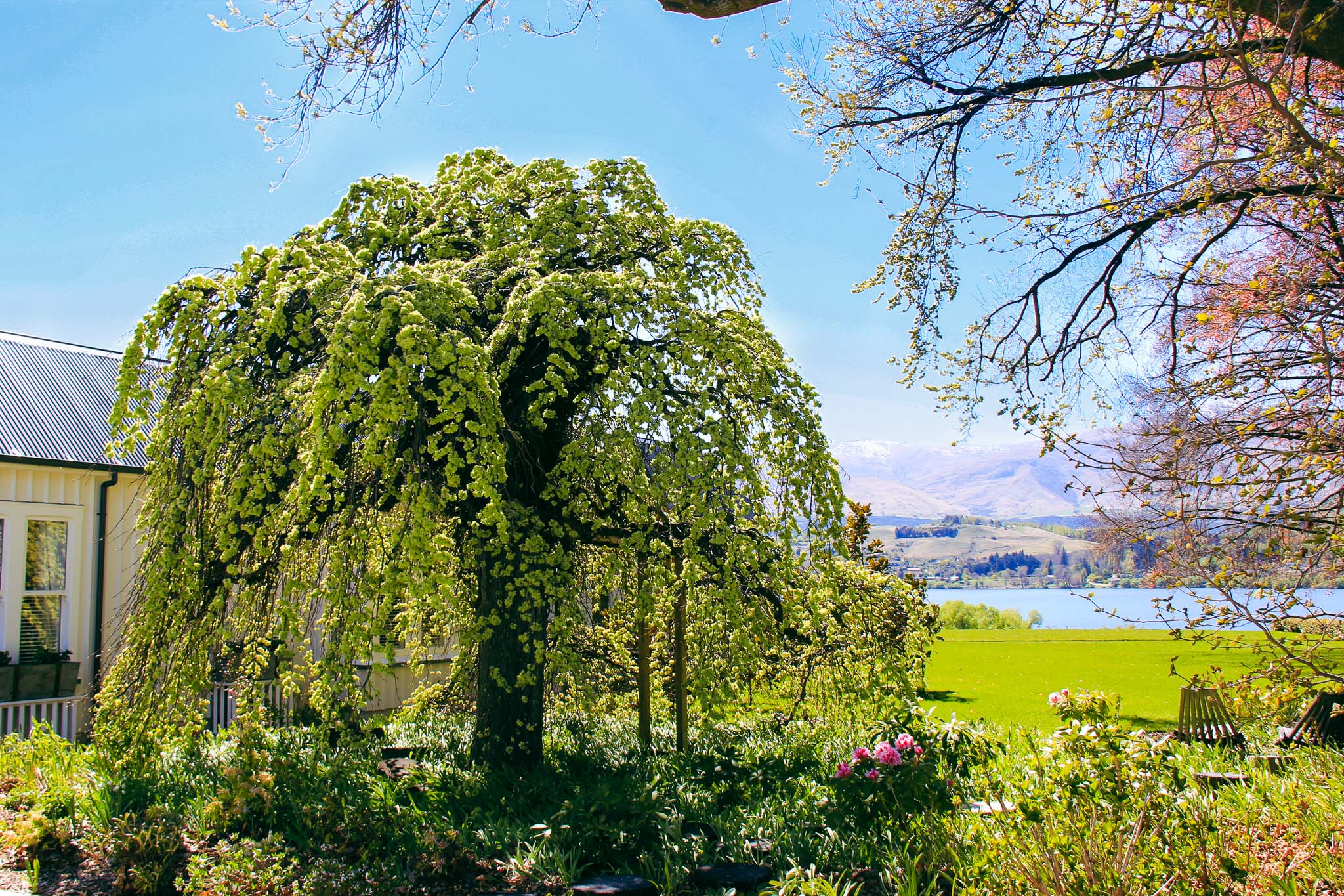 The Farm Lake Hayes | Easy Big Trees New Zealand