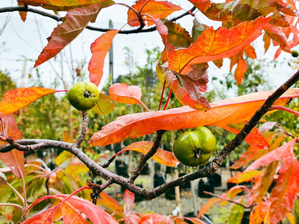 MALUS Ioensis Plena Prairie Crabapple | Easy Big Trees NZ