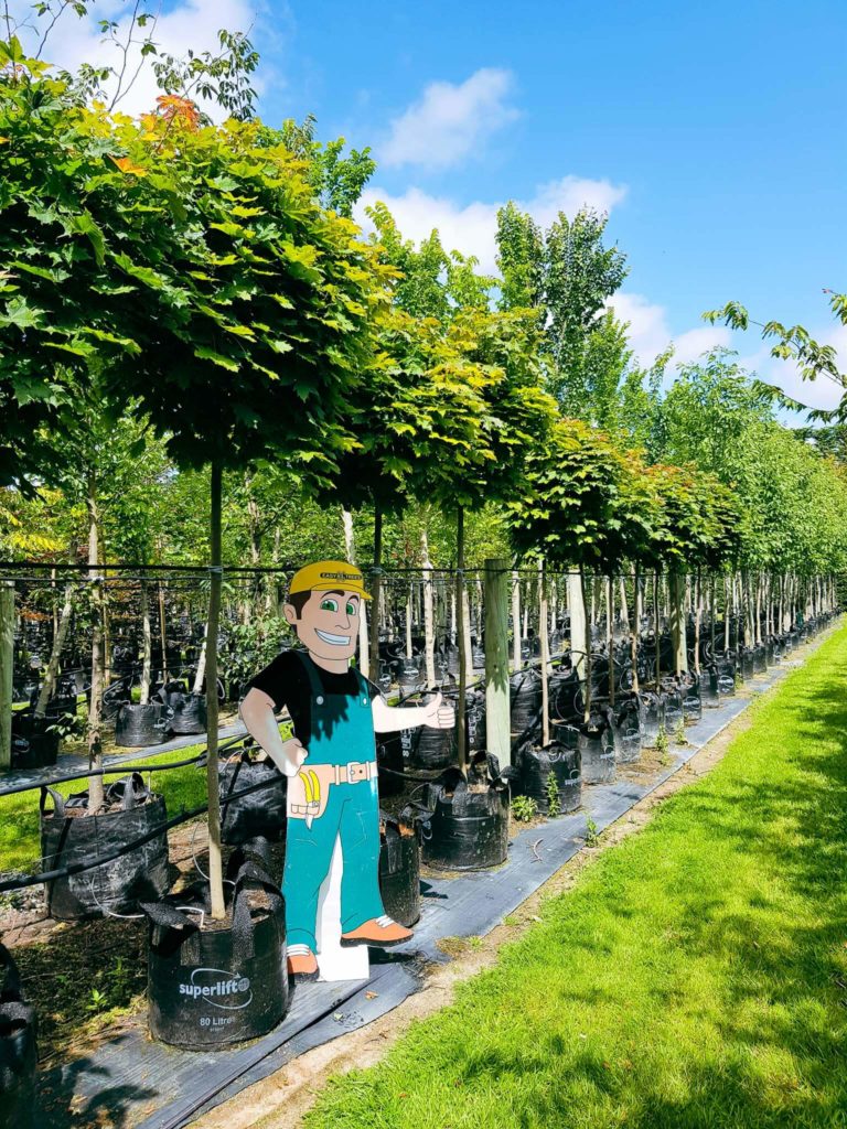 Ryland's ACER Globosum Globe Norway Maple | Easy Big Trees