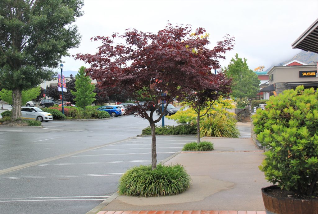 ACER 'Bloodgood' - Red Japanese Maple | Easy Big Trees | NZ