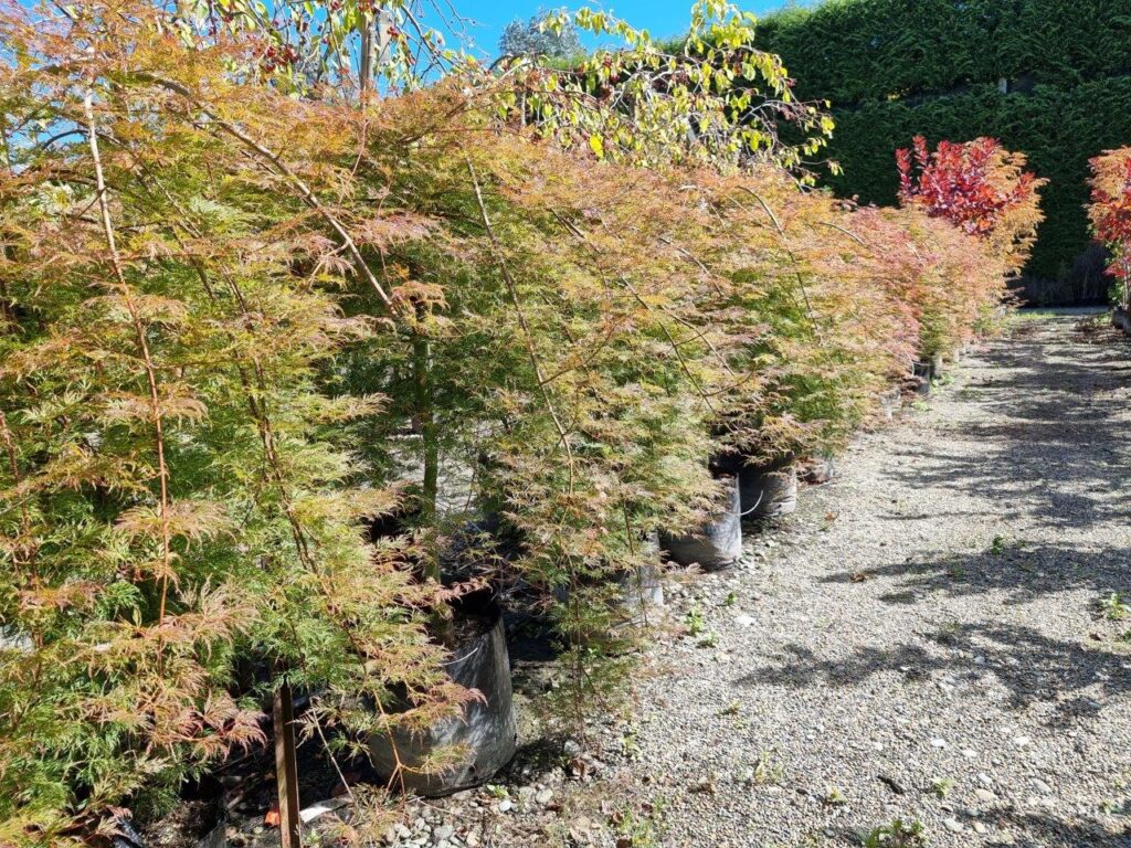 ACER 'Emerald Lace' - Green Weeping Maple | Easy Big Trees