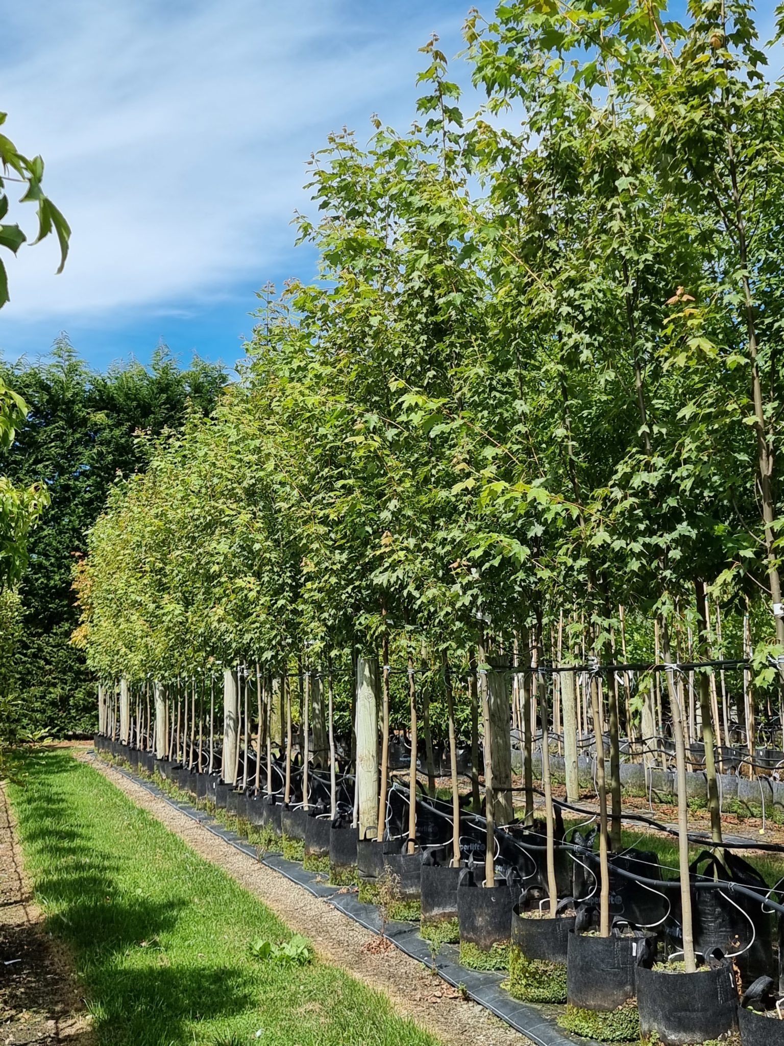 Oval Form of Trees | Easy Big Trees New Zealand