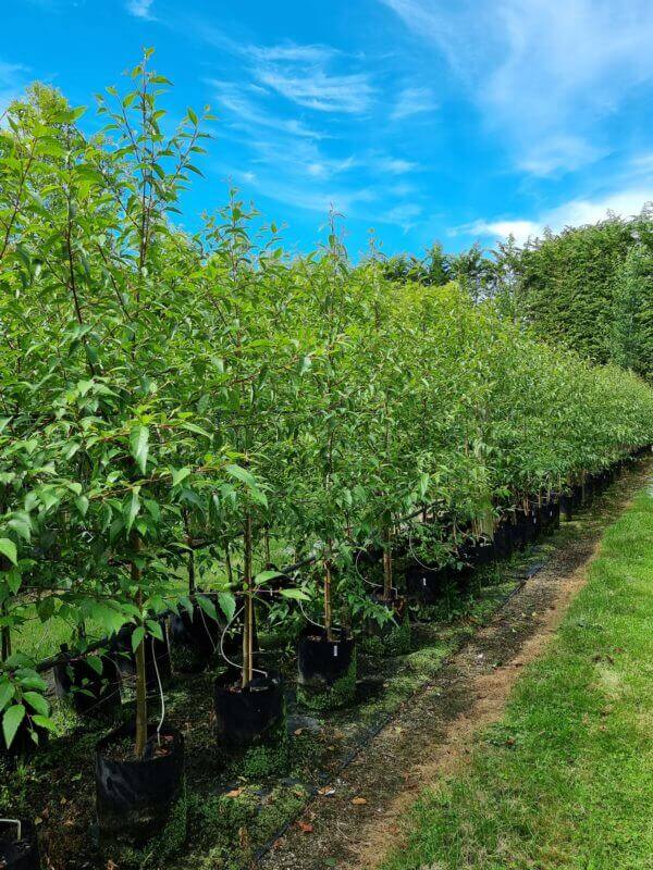 Evergreen Trees and Shrubs | Easy Big Trees New Zealand