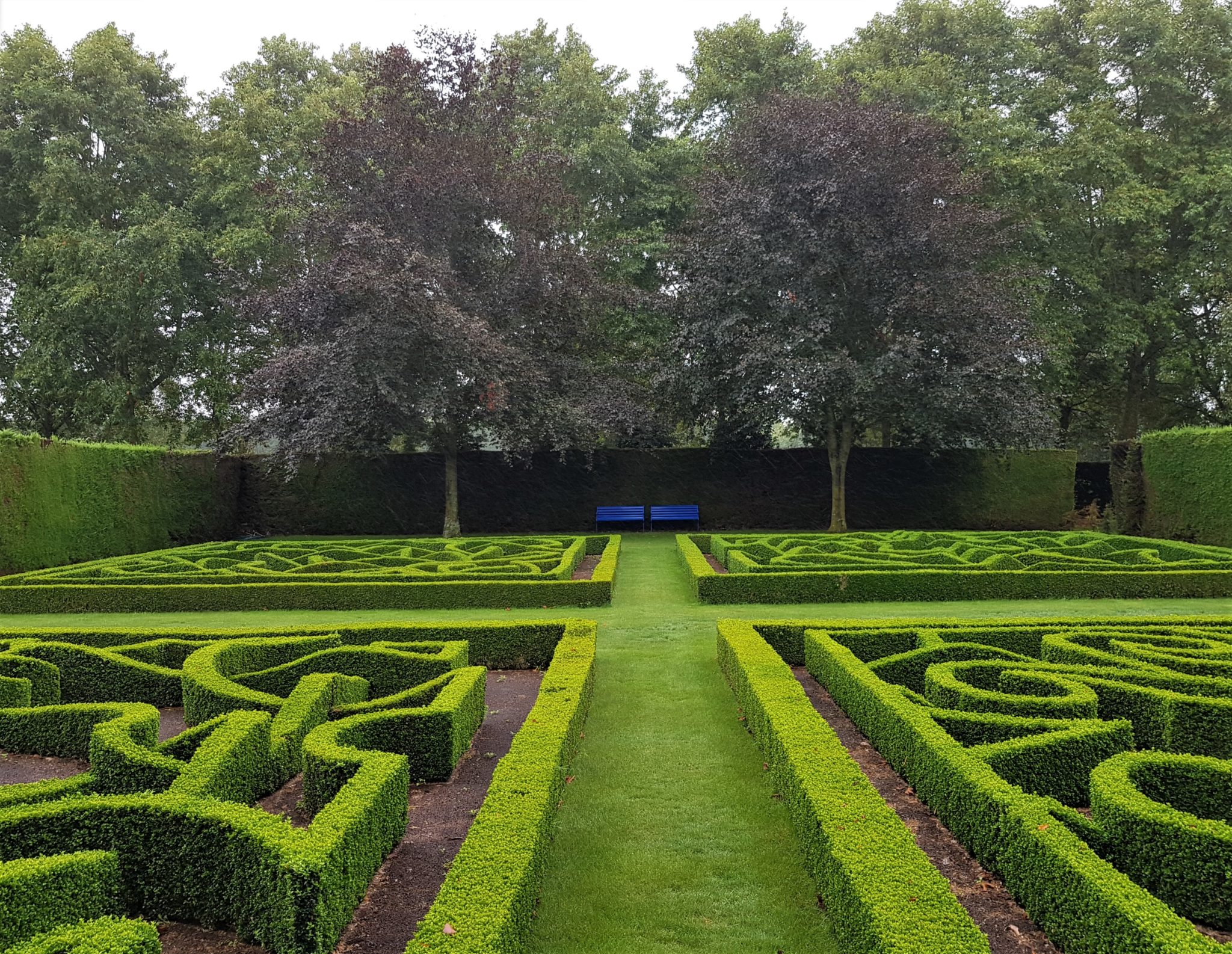 BUXUS sempervirens - English Box Hedge | Easy Big Trees | NZ