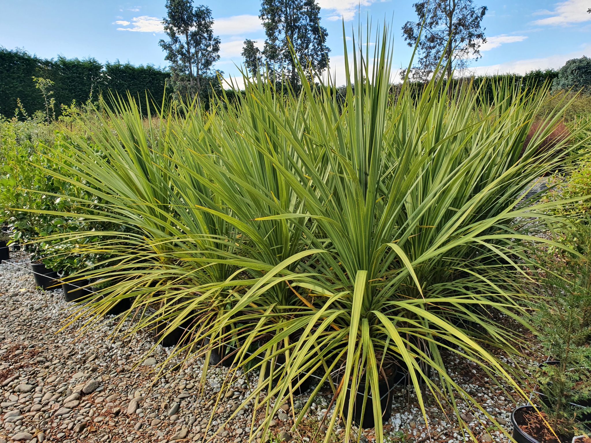 CORDYLINE australis - NZ Native Cabbage Tree | Easy Big Trees