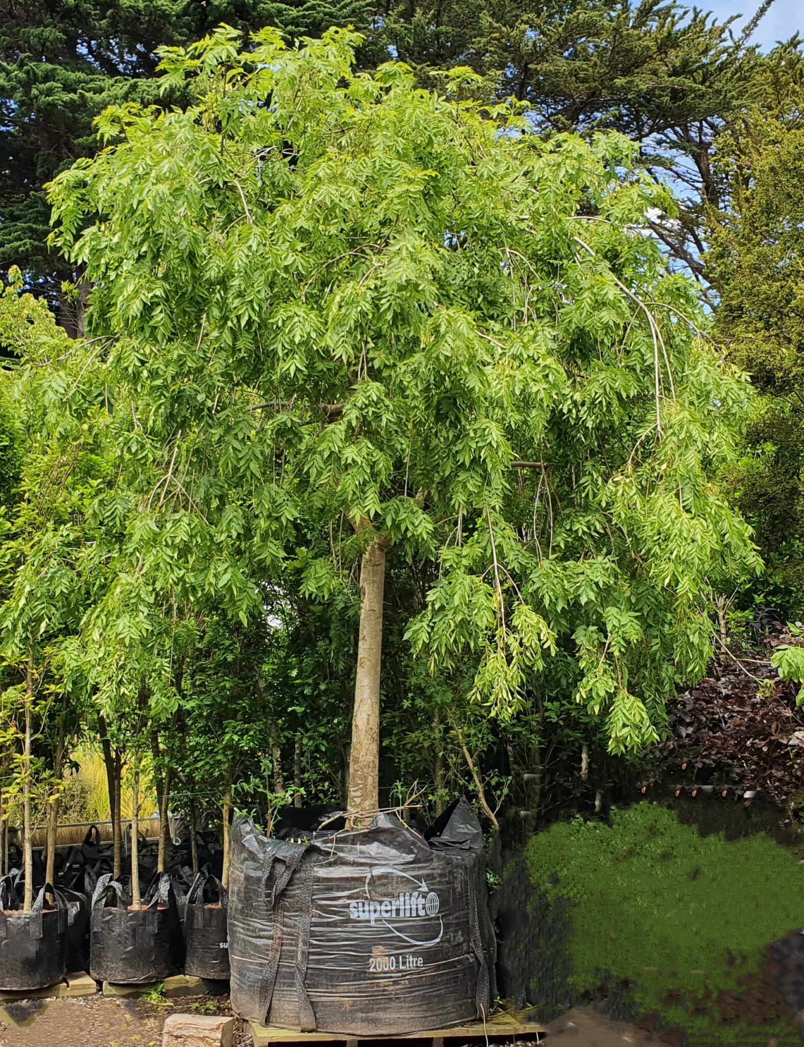 FRAXINUS 'Pendula' - Weeping Green Ash | Easy Big Trees | NZ