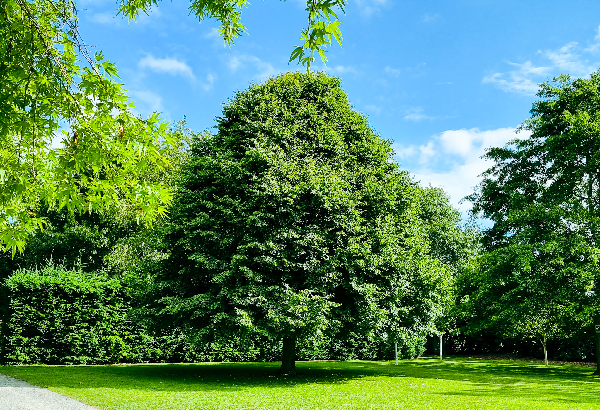 TILIA European Lime | Easy Big Trees New Zealand