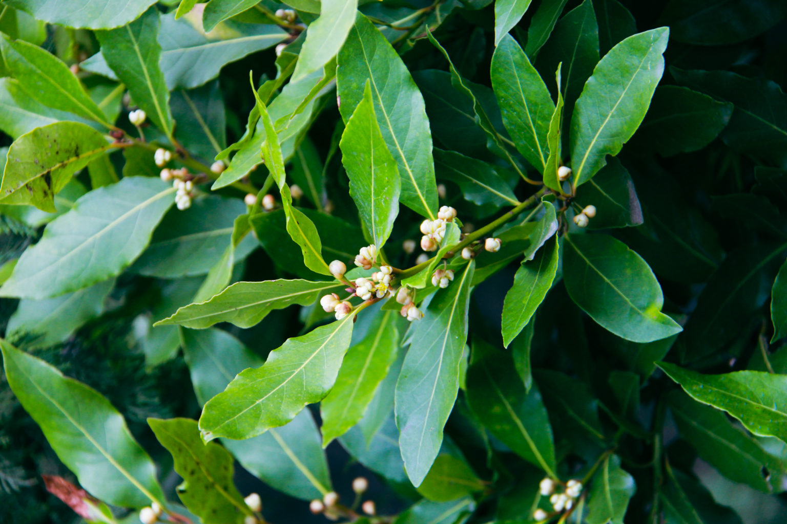 Home - Easy Big Trees