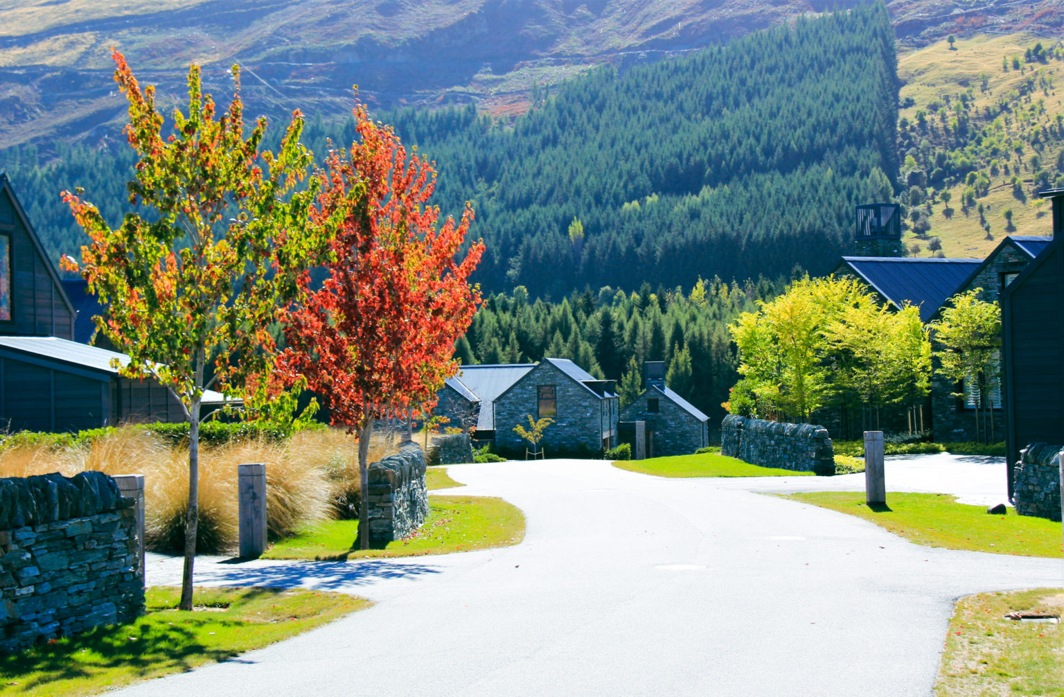 ACER - Maples For Autumn Colour | Easy Big Trees New Zealand
