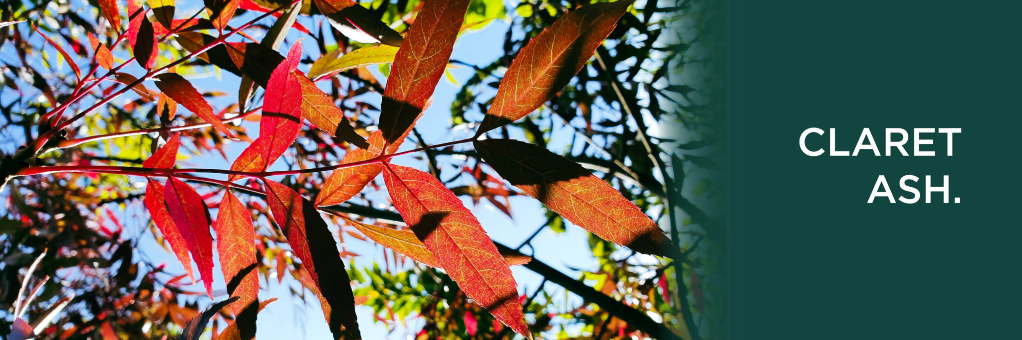 FRAXINUS Raywoodii Claret Ash | Easy Big Trees New Zealand
