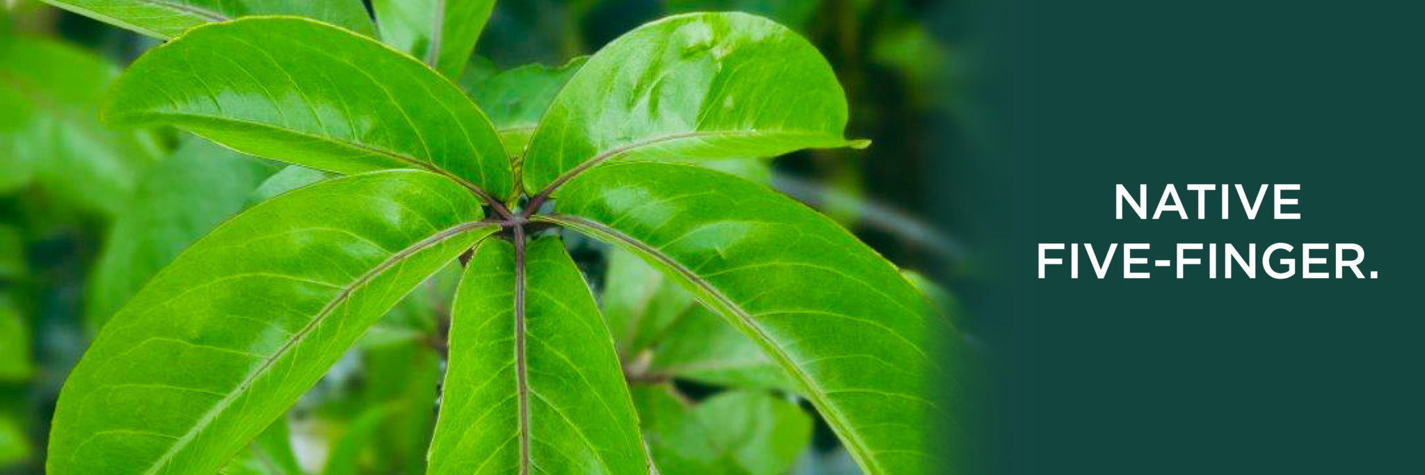 PSEUDOPANAX Lancewood & Five-Finger | Easy Big Trees NZ