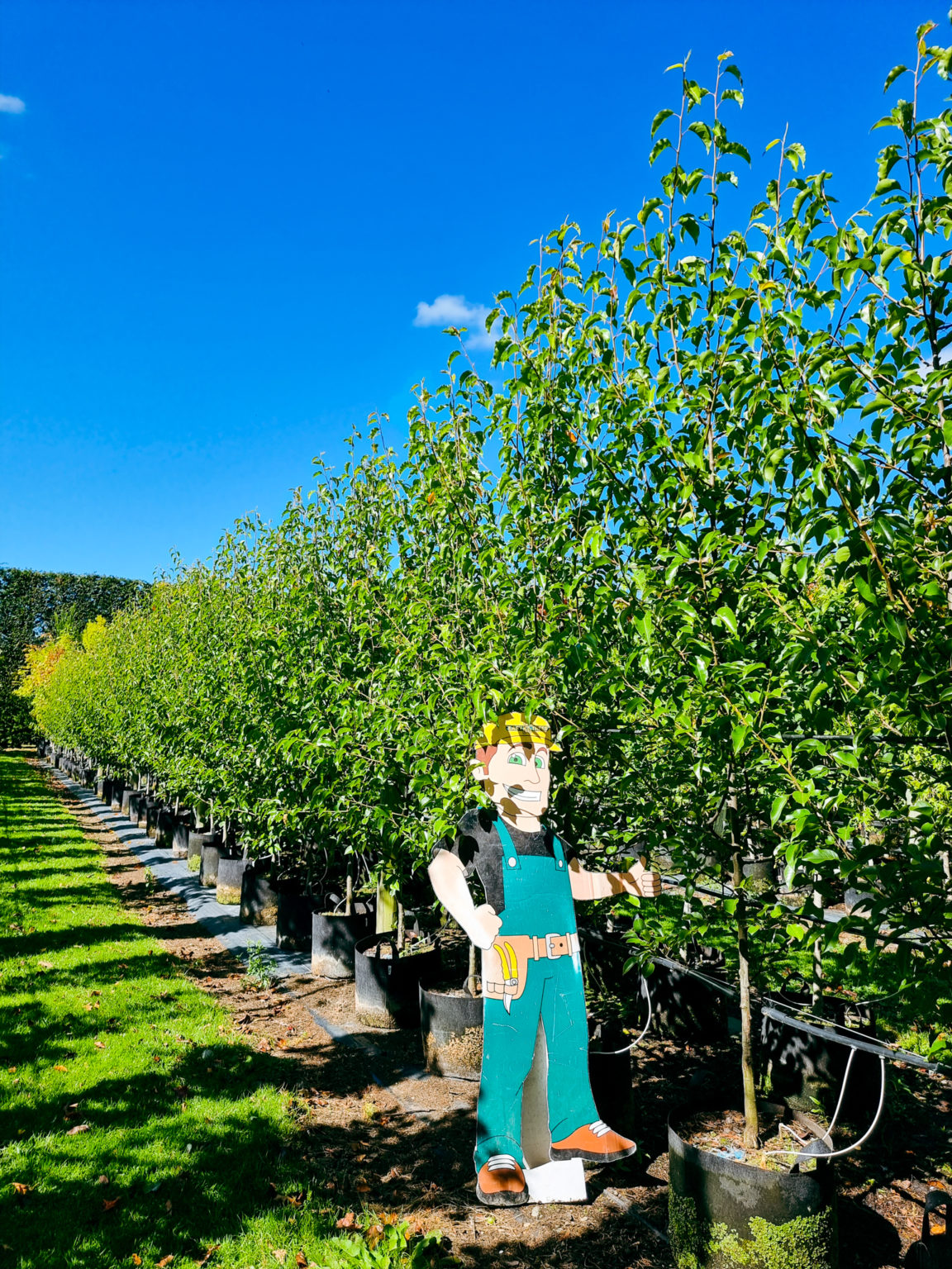 PYRUS 'Candelabra' Upright Ornamental Pear | Easy Big Trees
