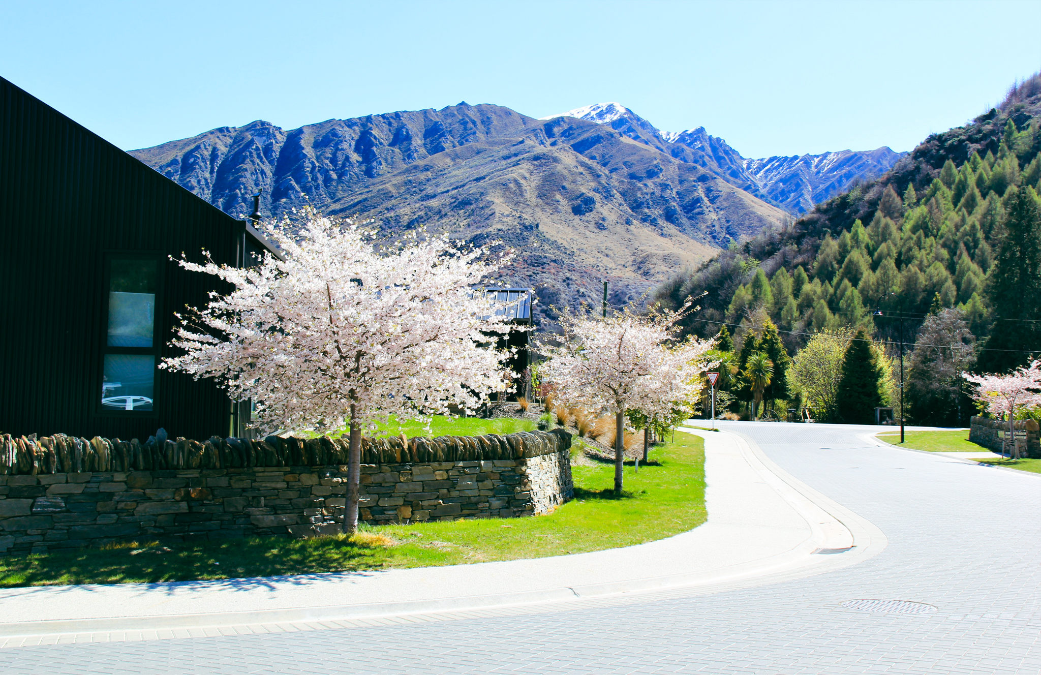 Cherry Blossom Trees | Easy Big Trees | New Zealand