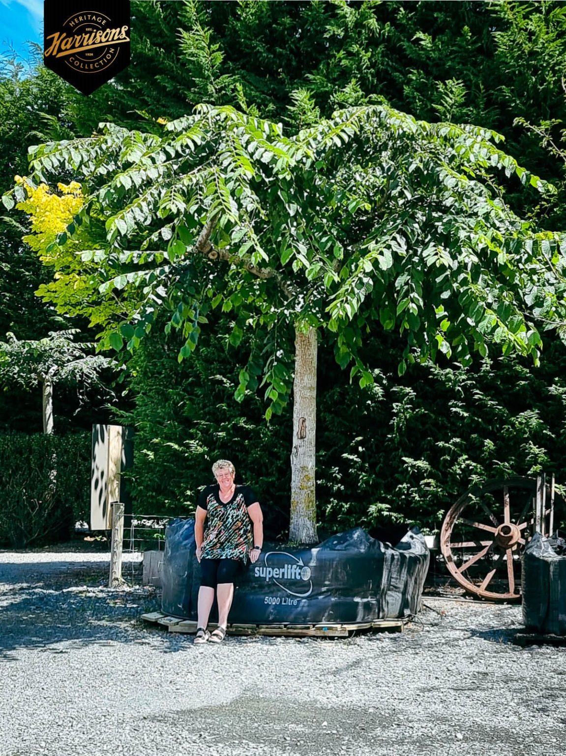 Heritage Edition - Moving Heritage Trees | Easy Big Trees | NZ