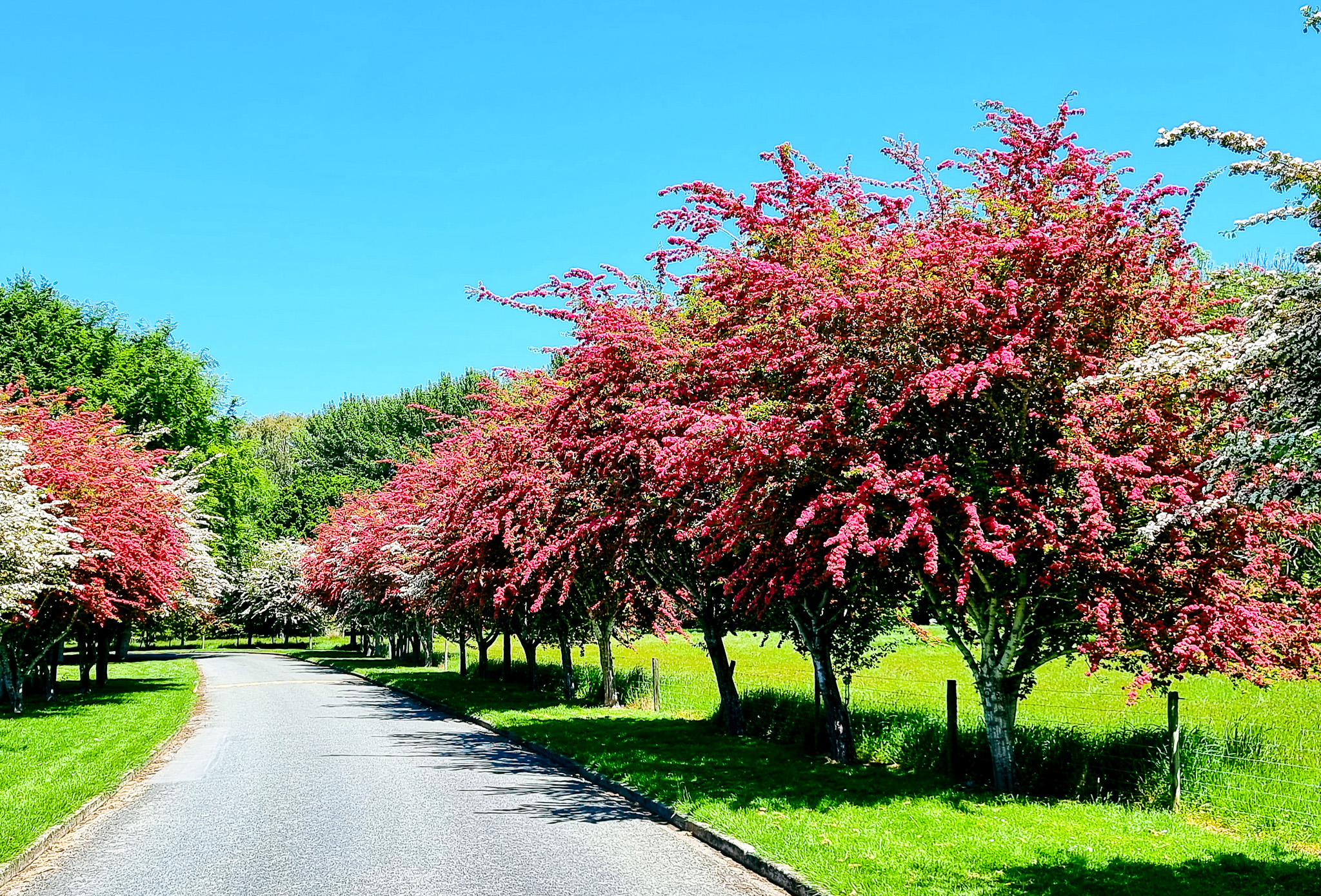 Flowering Hawthorn 💗🌸 - Easy Big Trees