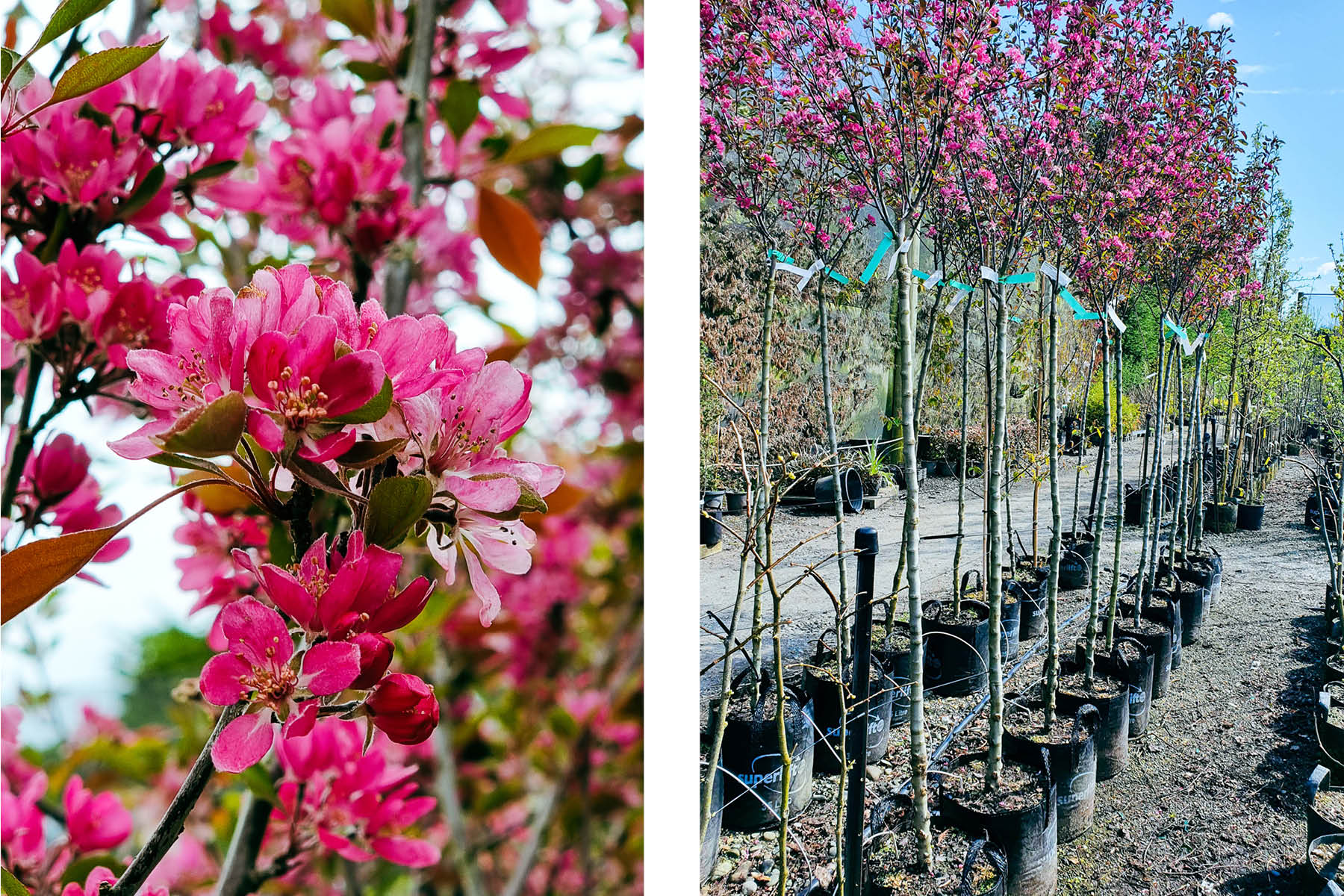 Flowering Malus - Crabapple🌸 - Easy Big Trees